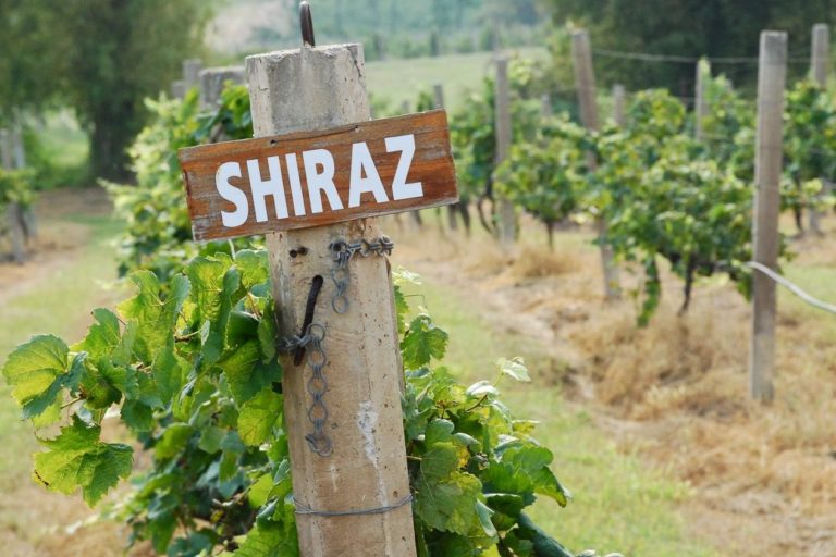 Regional shiraz-a-thon – The Real Review