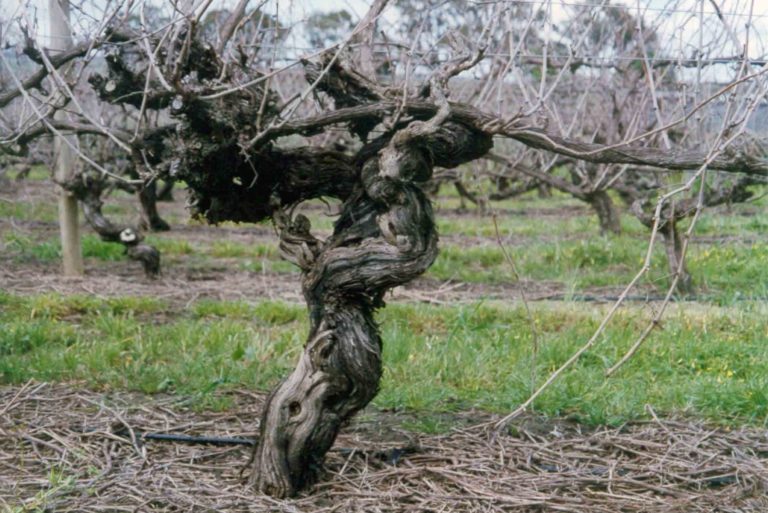 Defining old vines – The Real Review