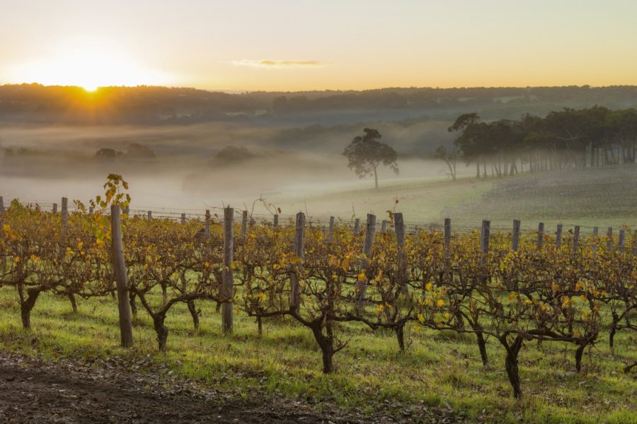 Three Australian tempranillo wine regions – The Real Review