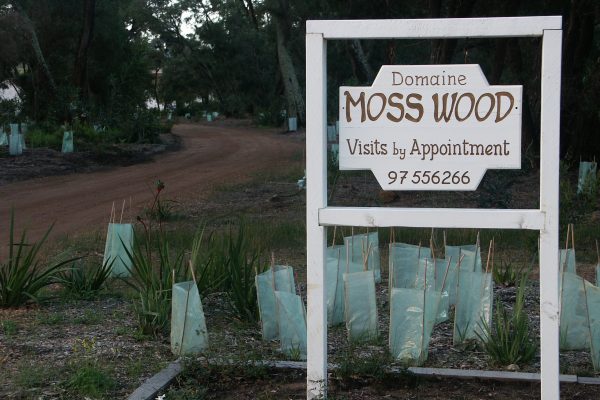 Marvelous Moss Wood – The Real Review