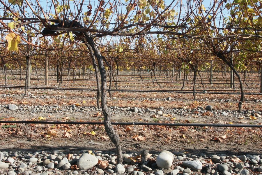 Three Marlborough sauvignon subregions – The Real Review