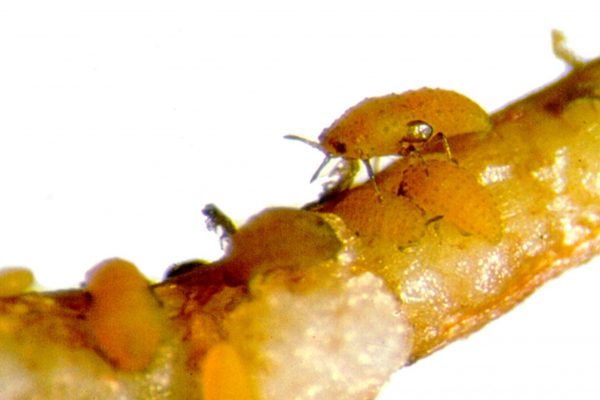 Phylloxera threat on the rise – The Real Review