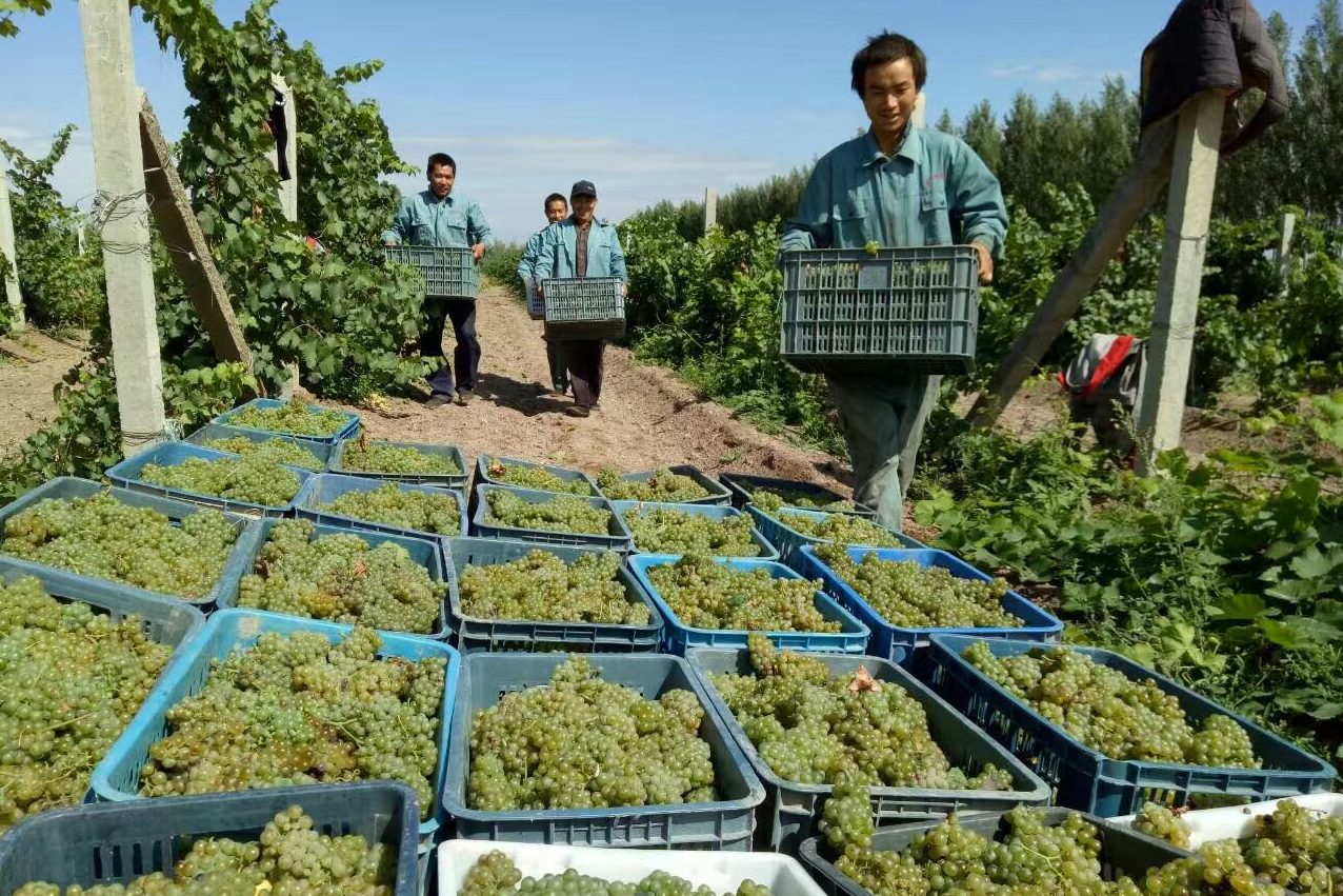China: the world’s most dynamic wine market – The Real Review