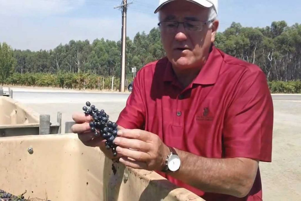 Old vine wines from St Hallett – The Real Review