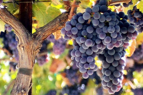 Discover counoise – The Real Review