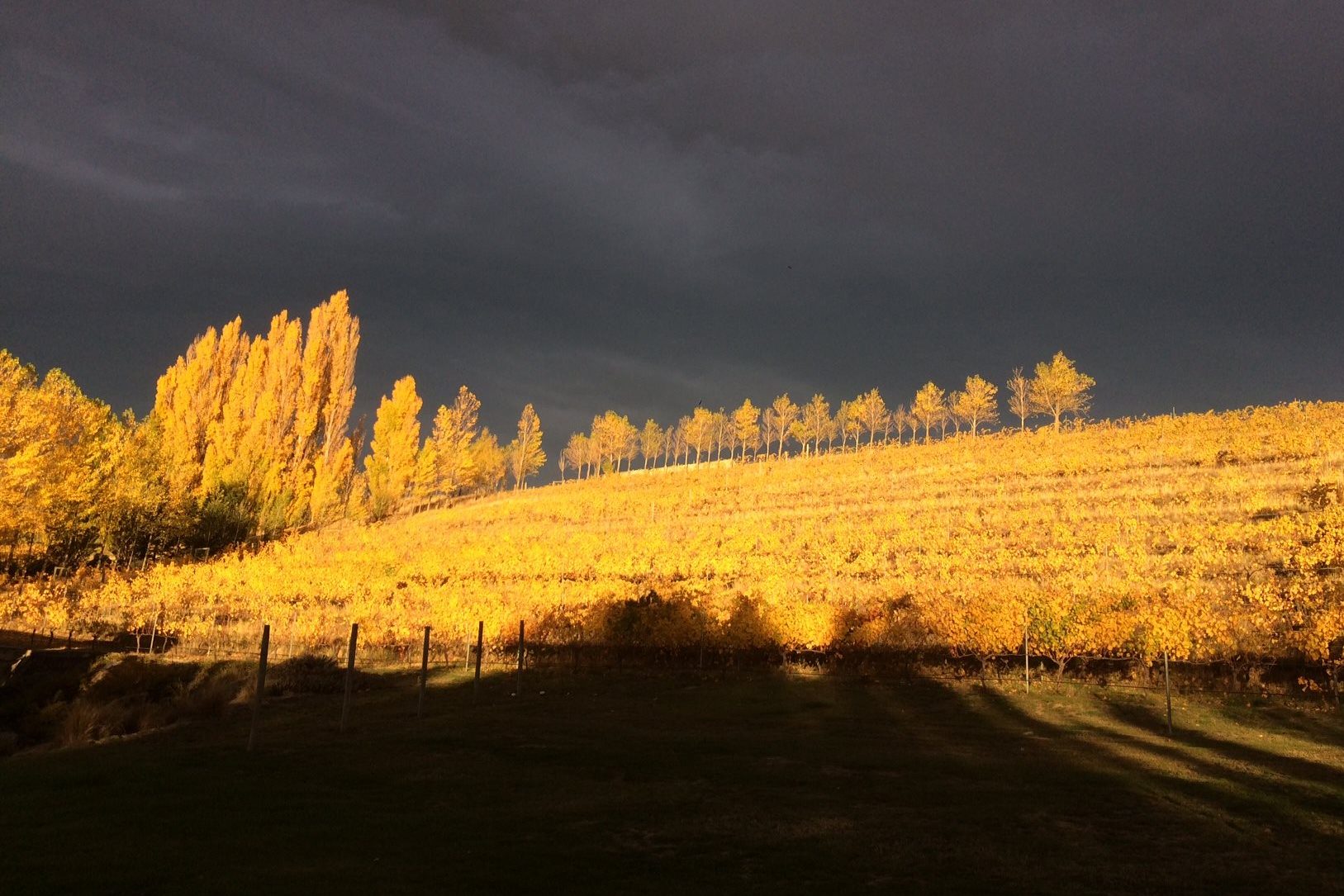 Akarua’s cracker pinot – The Real Review