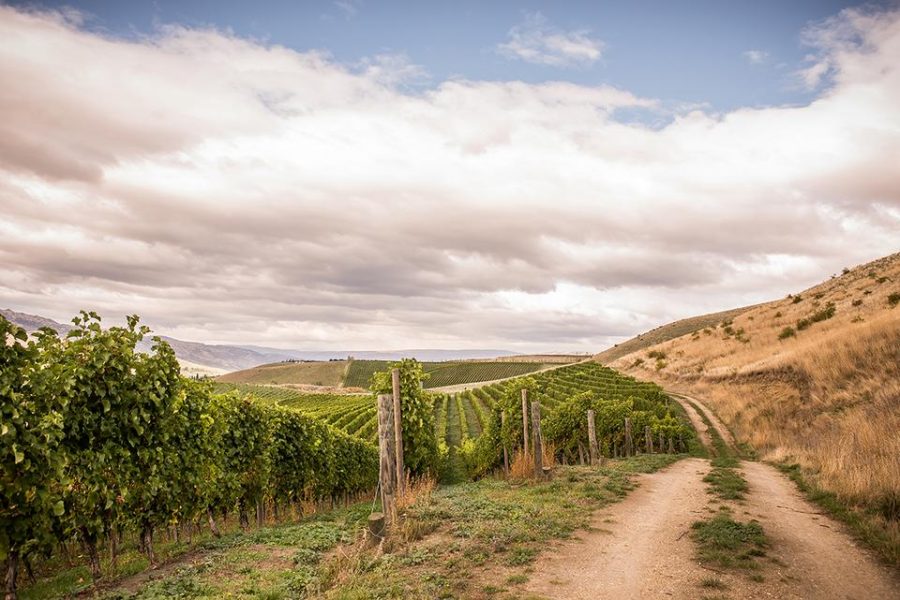 Rockburn pinot rocks – The Real Review