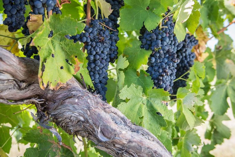 Three grapes saved from extinction – The Real Review