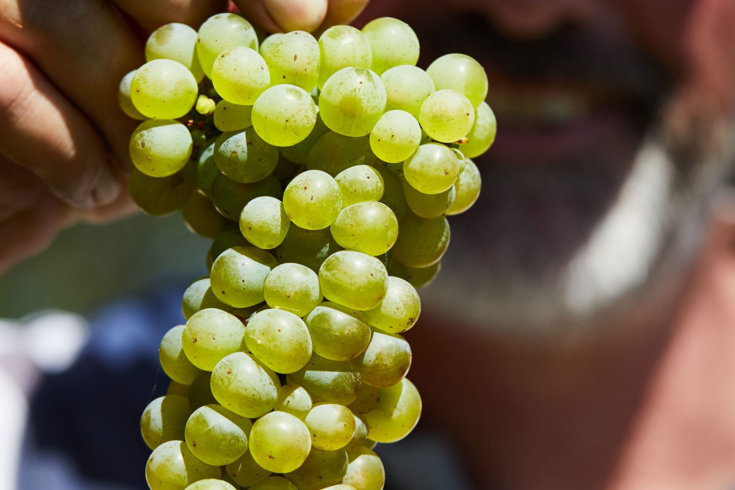 Three grapes saved from extinction – The Real Review
