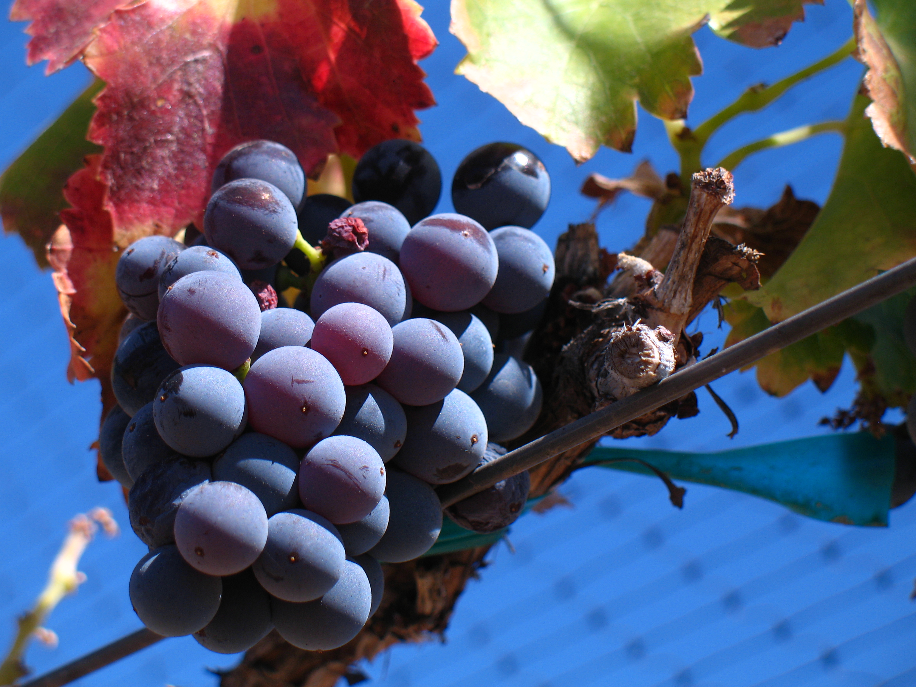 New kids on the grenache block – The Real Review