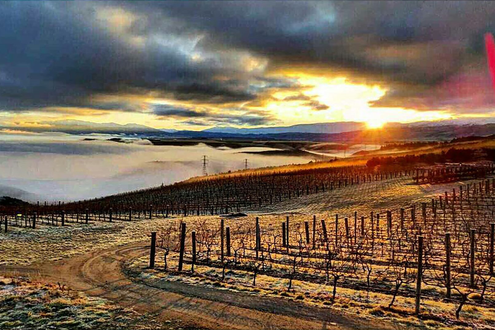 Prophet’s Rock pinots aplenty – The Real Review