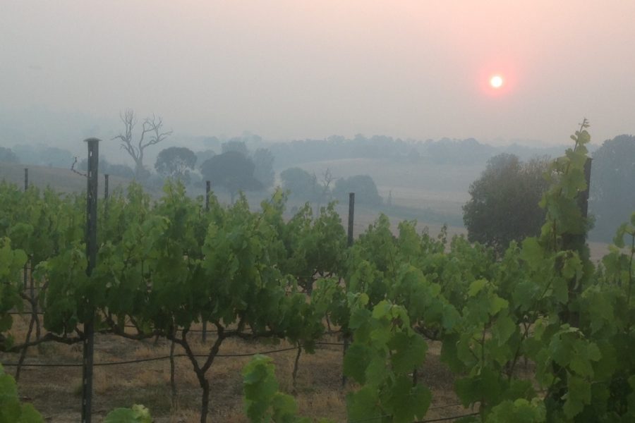 Smoke taint in wine – The Real Review