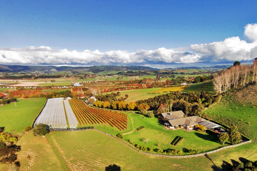 The Real Review Top Wineries of New Zealand 2020 – The Real Review