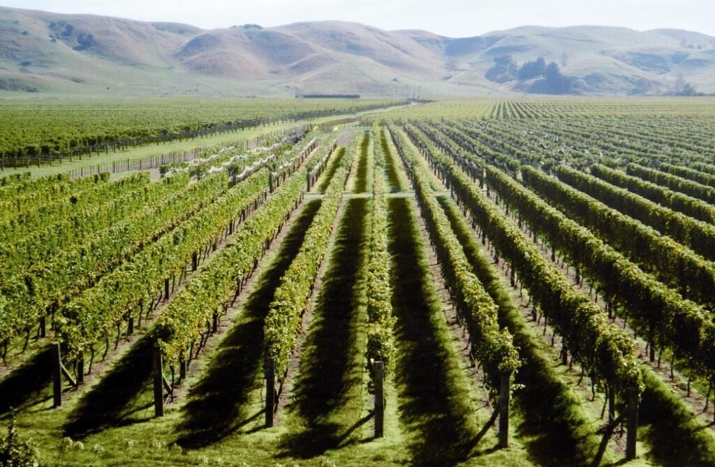 Te Mata Bullnose Vineyard – The Real Review