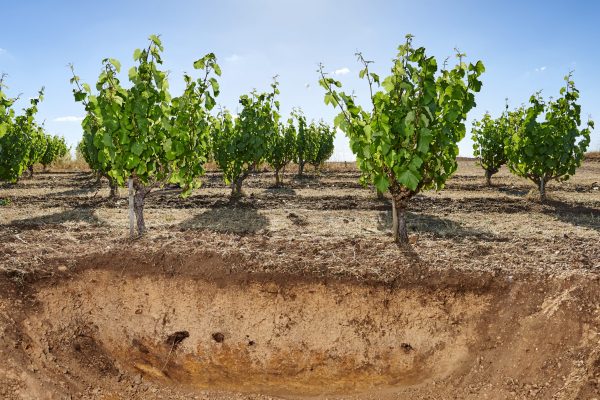 Swinney – Soil Profile – Bush Vine Mourvedre (High Res) – The Real Review