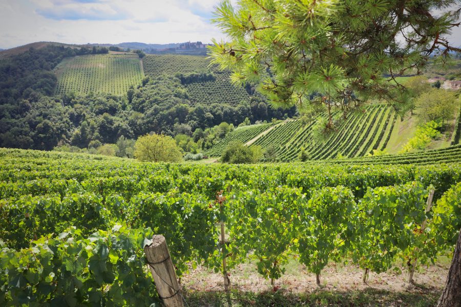 Vite Colte – from Barolo to Alta Langa – The Real Review