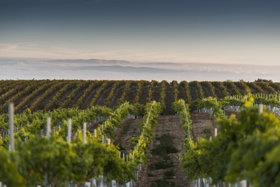 Codorníu’s modern Cava – The Real Review