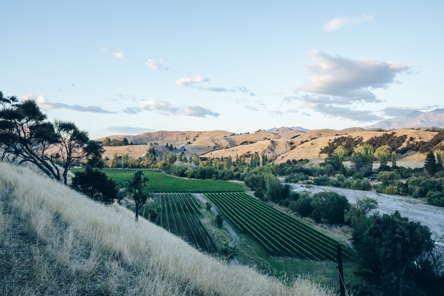Astrolabe’s serious sauvignons – The Real Review