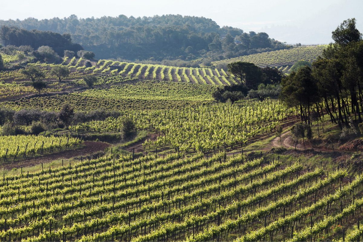 The biodynamic sparklings of Recaredo – The Real Review