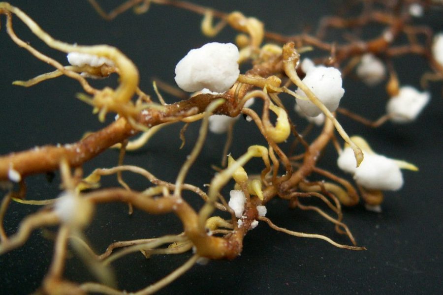 Phylloxera: the pest with no cure – The Real Review