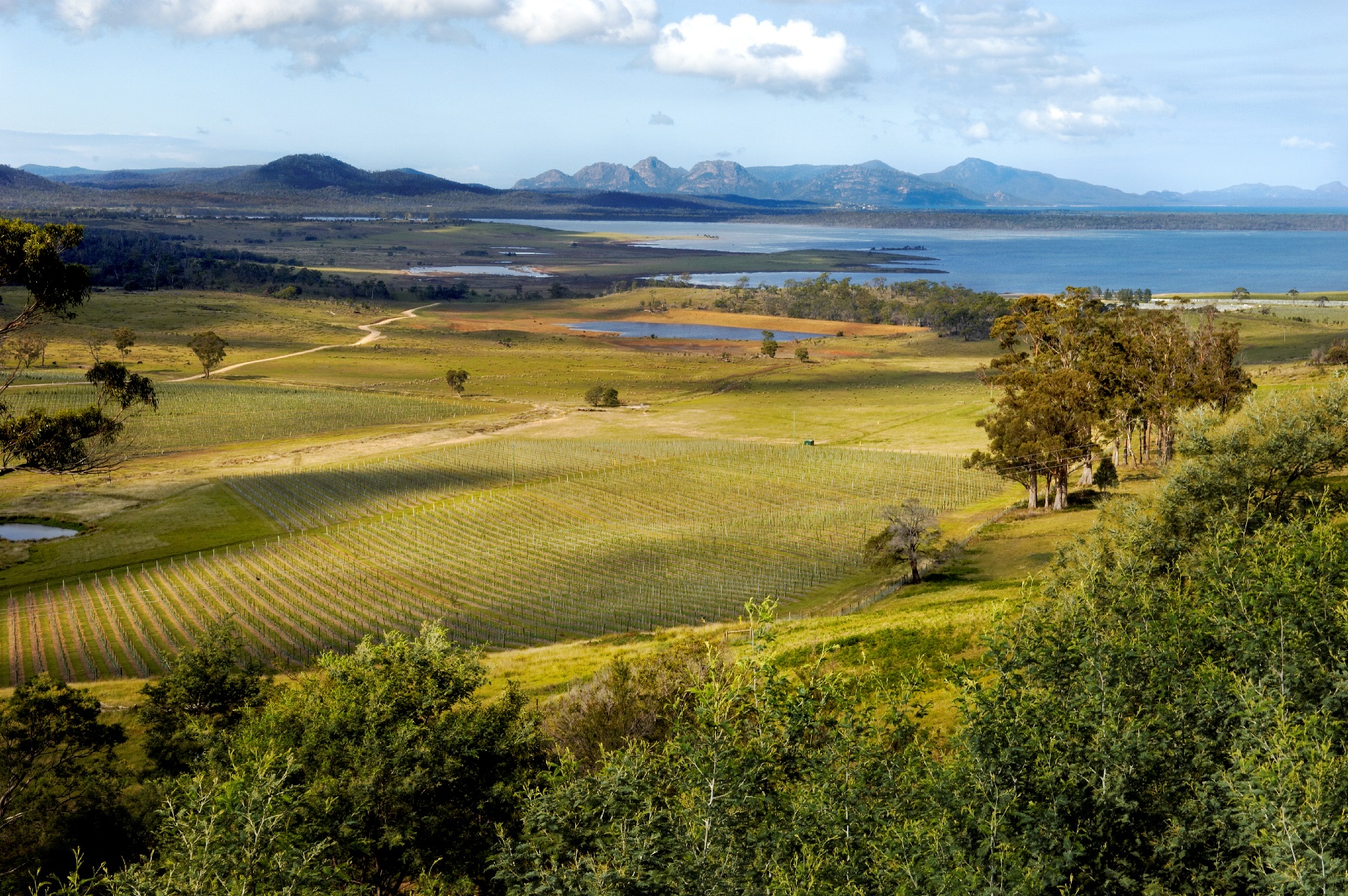 Devil’s Corner, credit Wine Tasmania & Ilona Schneider – The Real Review