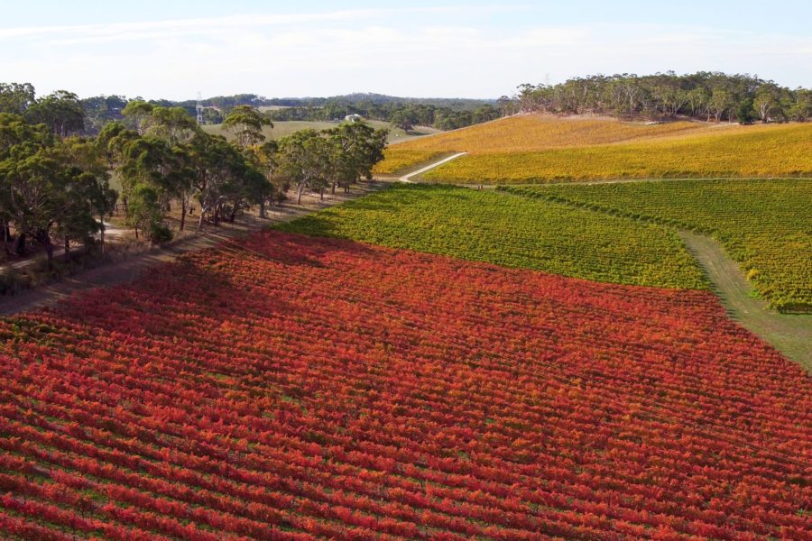 Sidewood’s clonal look at pinot noir – The Real Review