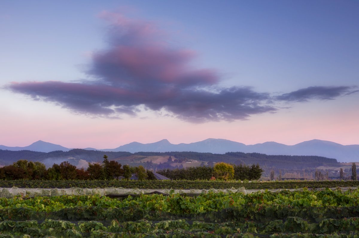 Introduction to the Nelson wine region – The Real Review