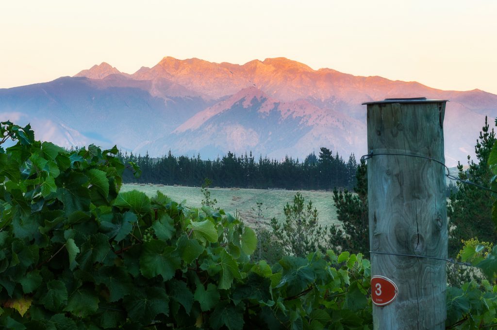 Introduction to the Nelson wine region – The Real Review