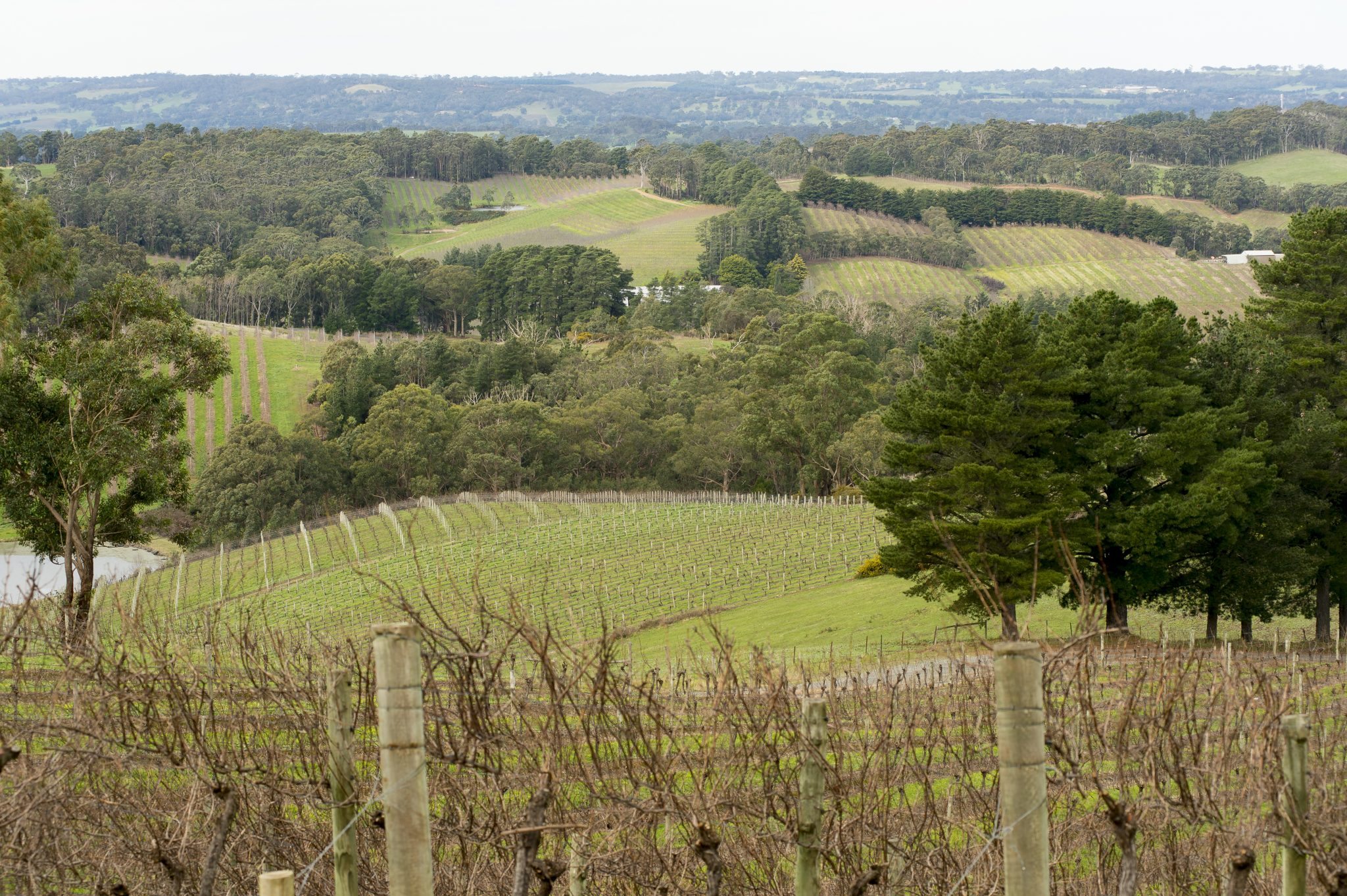 Introduction to the Adelaide Hills wine region – The Real Review