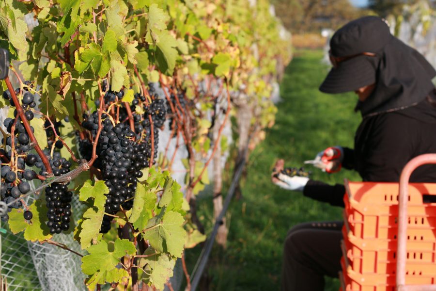 Kusuda’s remarkable new releases – The Real Review