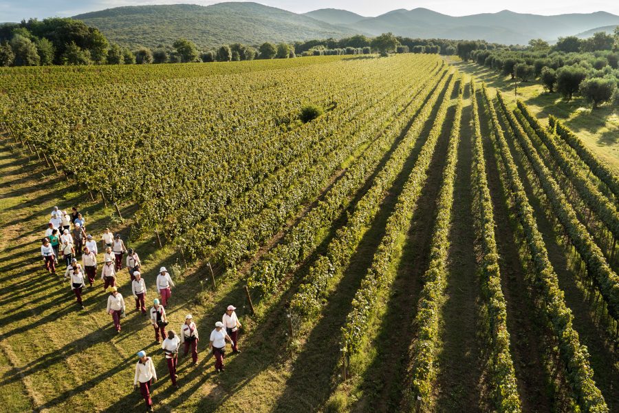 Tenuta dell’Ornellaia’s sense of place – The Real Review