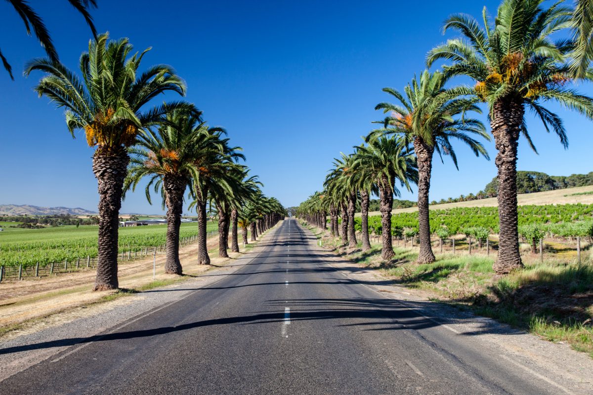 Introduction to the Barossa Valley – The Real Review