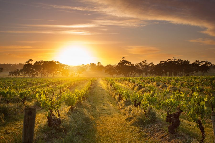 Introduction to the Barossa Valley – The Real Review