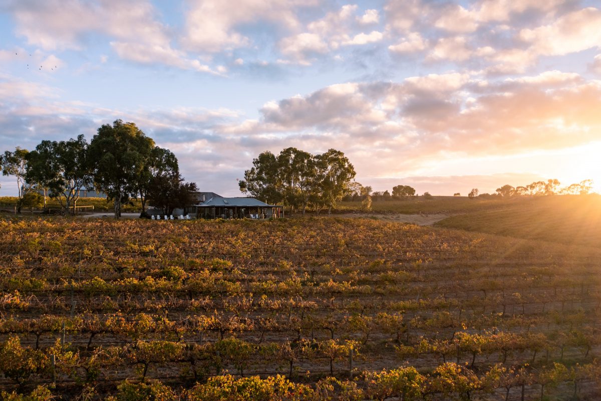 Introduction to the Barossa Valley – The Real Review