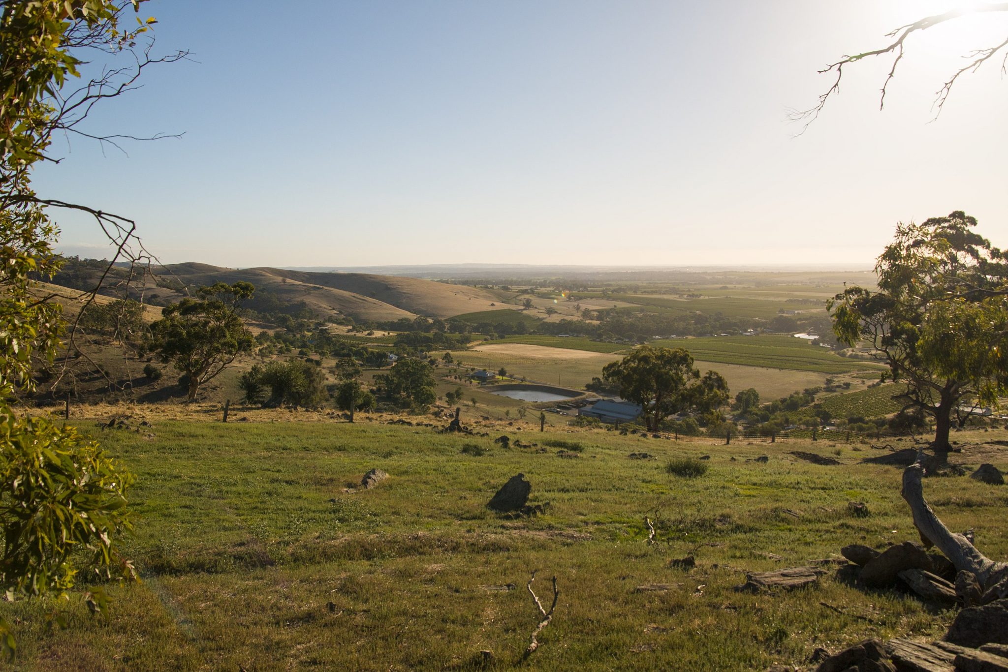 Barossa multicultural – The Real Review