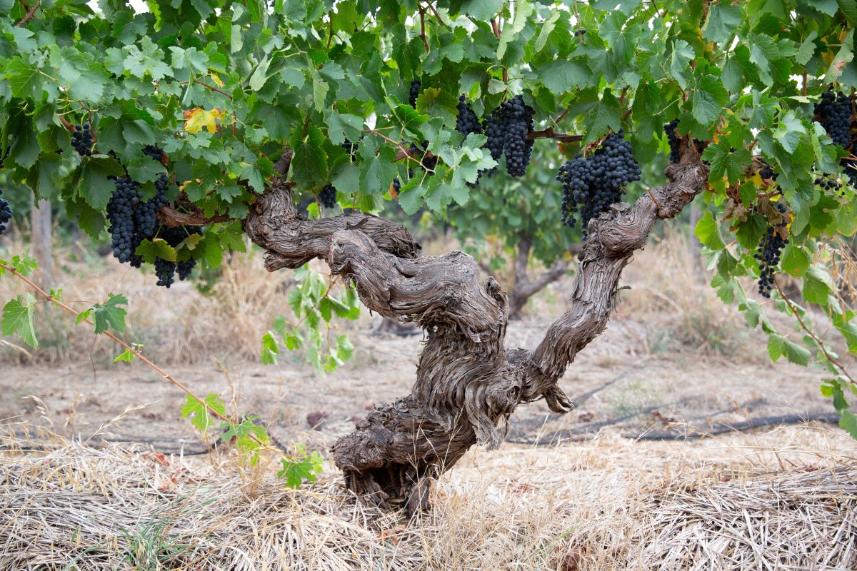 Introduction to the Barossa Valley – The Real Review