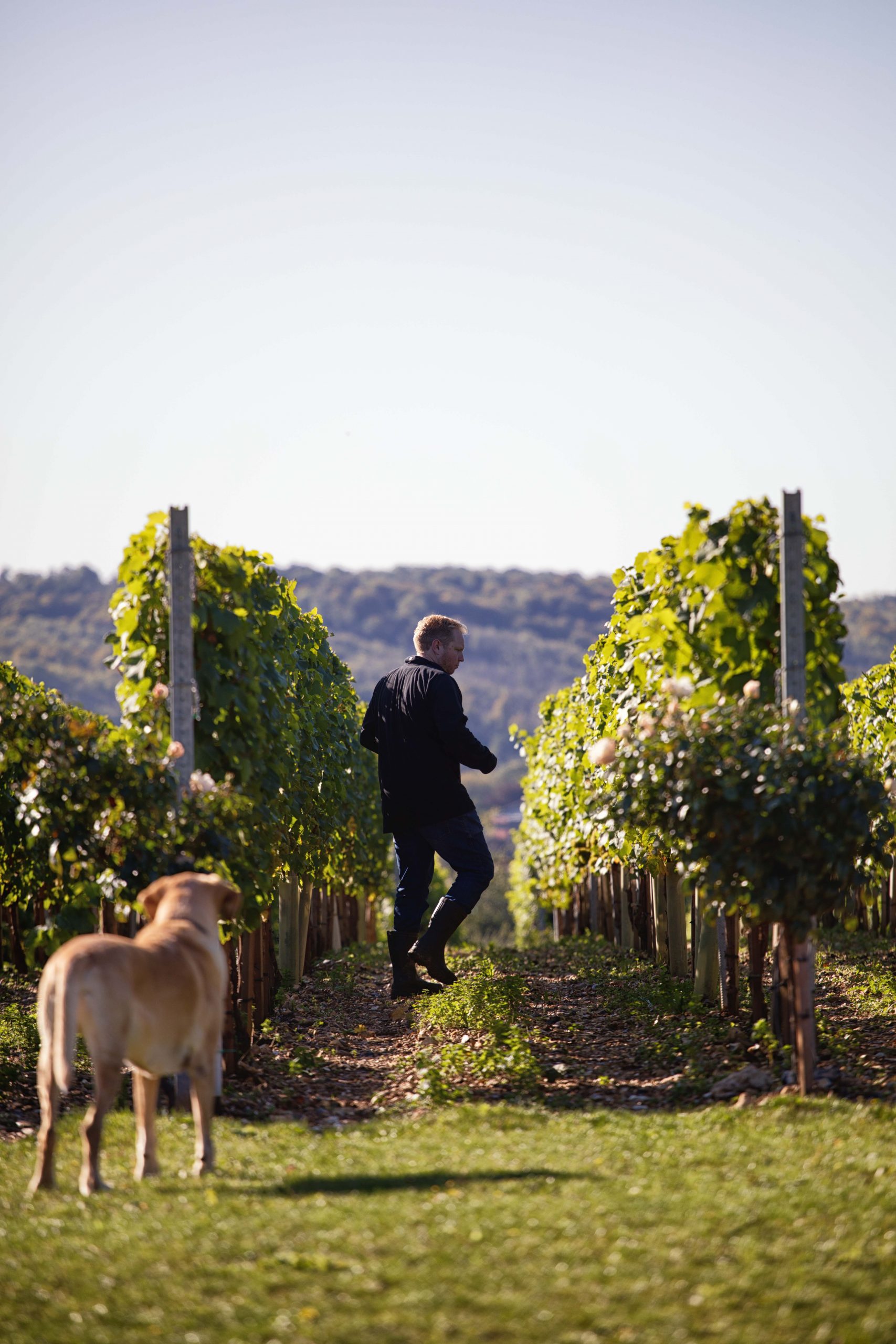 Harrow & Hope’s very singular sparklings – The Real Review