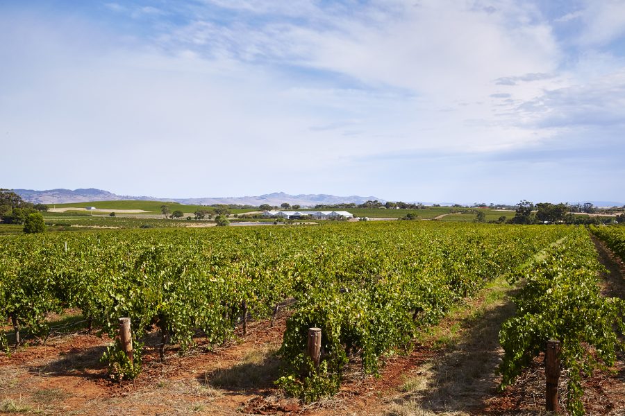 Top Wineries of Australia 2021:12. Torbreck – The Real Review