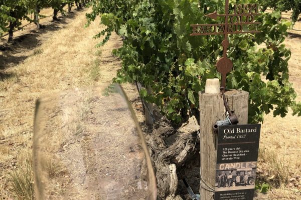 Reid Bosward: wine influencer – The Real Review
