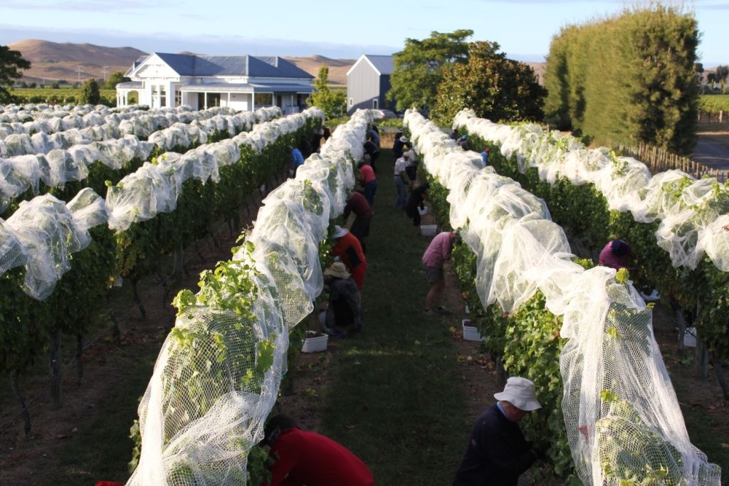 Top Wineries of New Zealand 2021: 16 to 13 – The Real Review