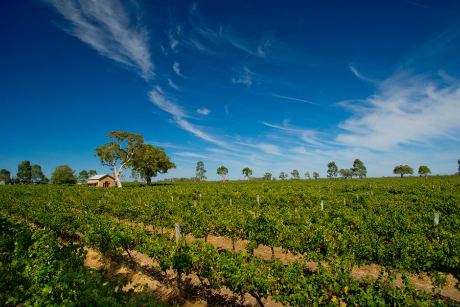 Introduction to Coonawarra – The Real Review