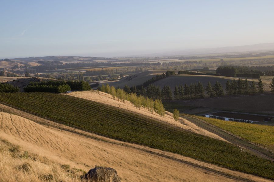 Greystone Wines journey from sheep to chardonnay – The Real Review