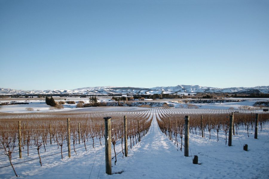 Greystone Wines journey from sheep to chardonnay – The Real Review