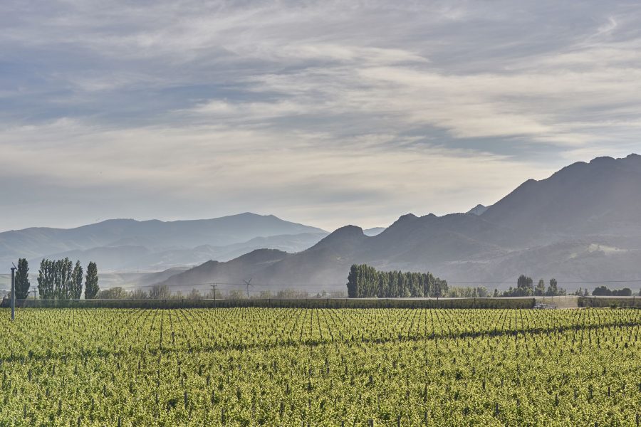 Amisfield’s pure and powerful whites – The Real Review