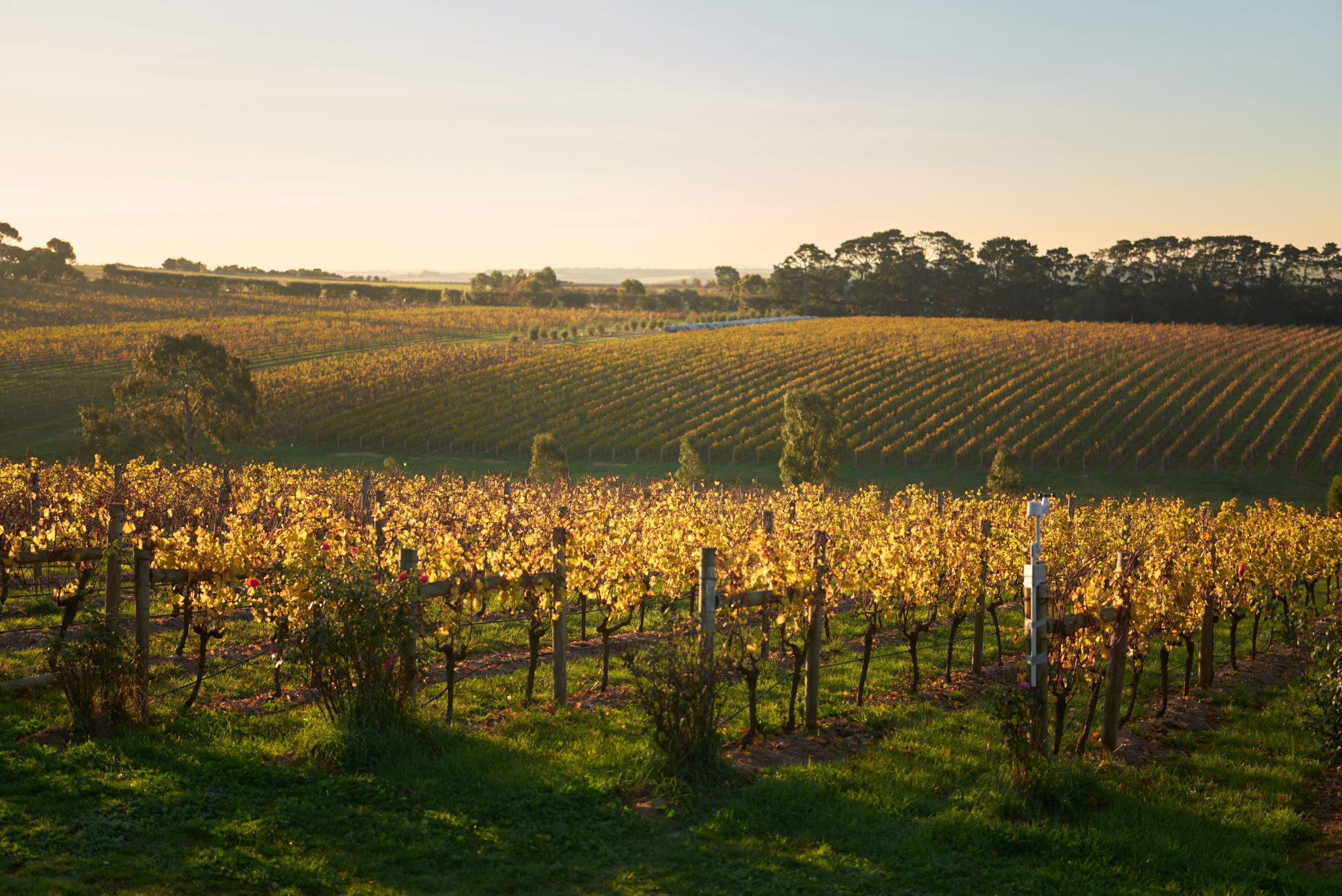 The best Wine by Farr – The Real Review