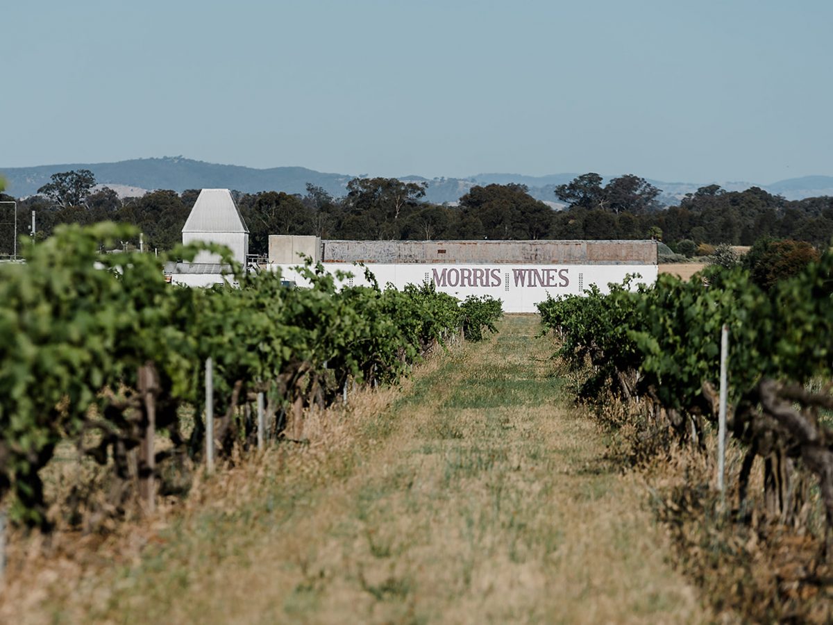 Morris Wines Vineyards – The Real Review
