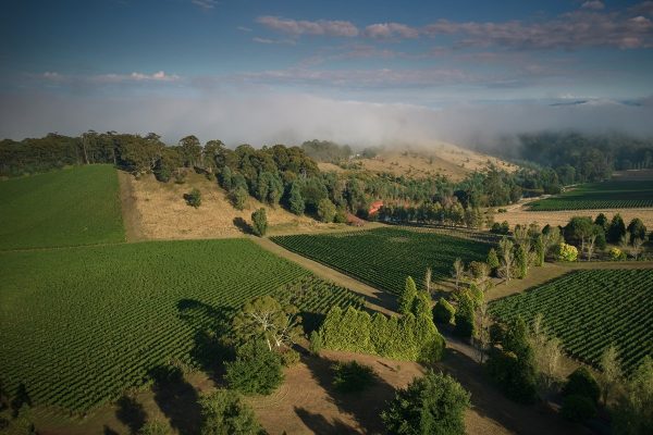 A parade of Giant Steps 2021 pinot beauties – The Real Review