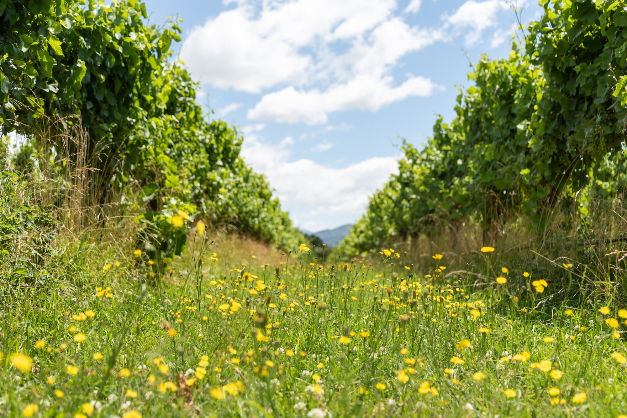Top Wineries of New Zealand 2024:Astrolabe Wines – The Real Review