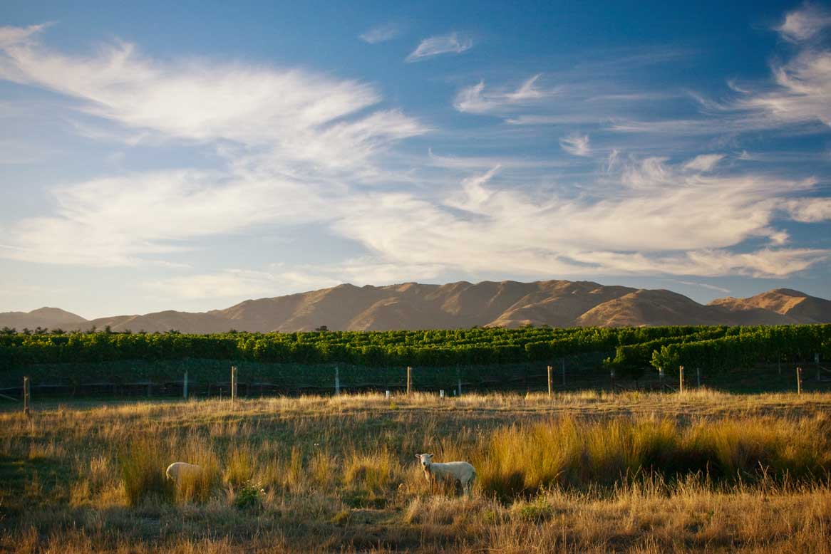 Sheep – Trelawne Vineyard – Awatere Valley – ASTROLABE WINES – The Real ...