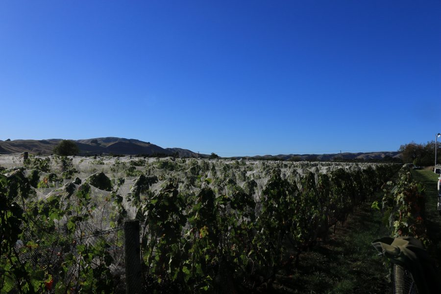 Top Wineries of New Zealand 2022:Kusuda Wines – The Real Review